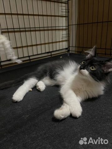 Котенок Бэтмен