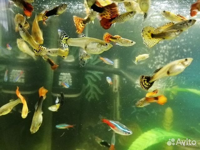 Отдам Гуппи бесплатно