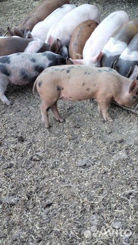 Поросенок ландрас помесь с дюрком