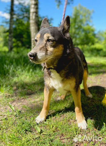 Маленький пёсик в добрые руки