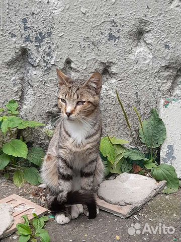 Больной кот на улице