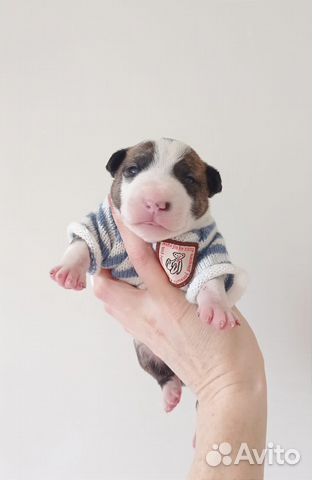 Тигровый минибулька мальчик