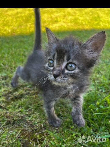 Котята остались без мамы