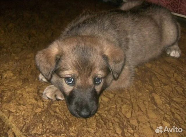 Малышка Мира в добрые руки