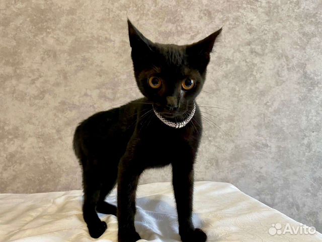 Котик в добрые руки