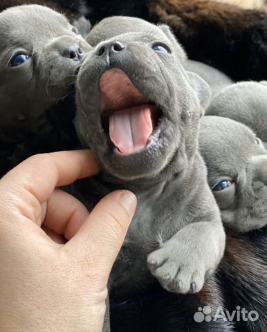 Французские голубые мини булочки редких окрасов