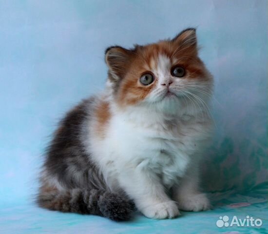 Черепашка шотландская прямоухая