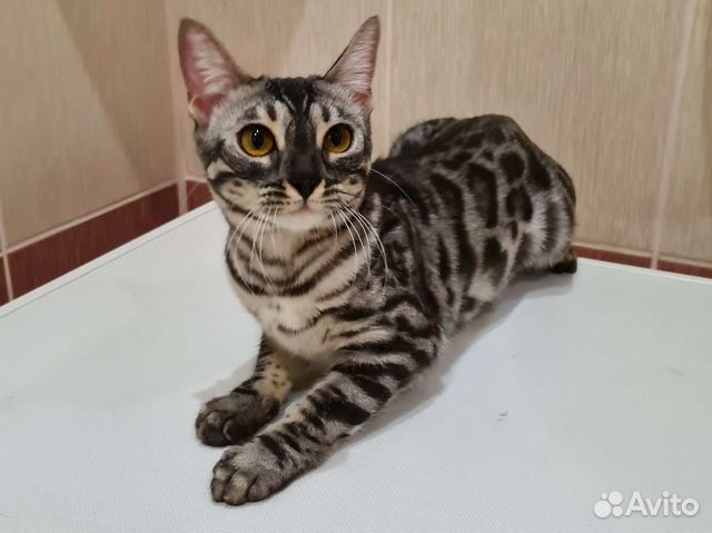 Бенгальская угольное серебро