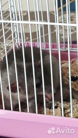 Декоративная крыса