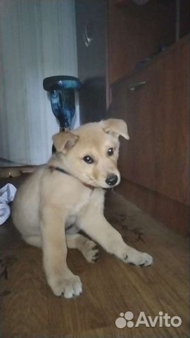 Собака