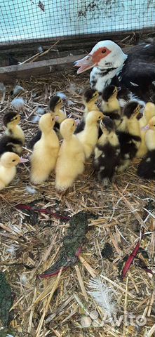 Индоутята двухнедельные