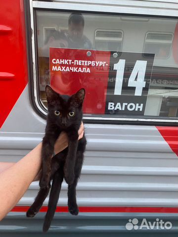Котята в добрые руки мальчики