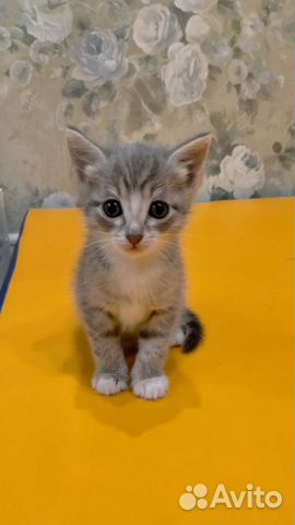 Котята в добрые руки бесплатно
