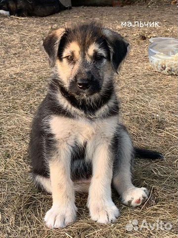 Щенки дворняжки