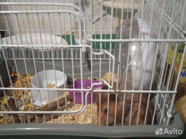 Отдам бесплатно в хорошие руки хомячка