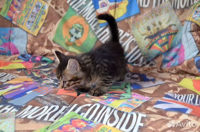 Бесплатно породистого котёнка отдам