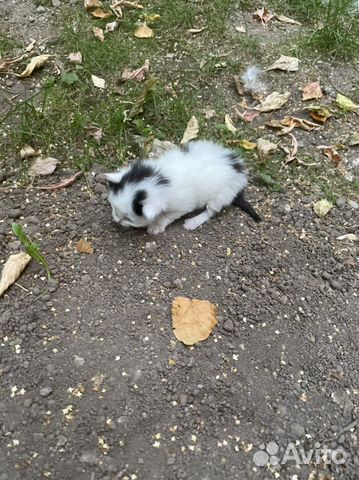 Котенек в добрые руки