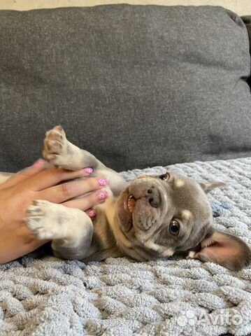 Мальчишки французики