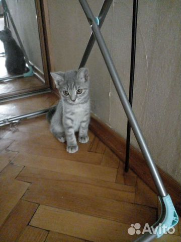 Шотландский котенок прямоухий