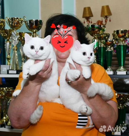 Британская шиншилла