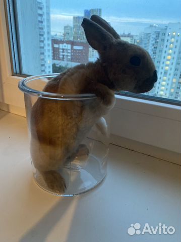 Кролик Рекс карликовый