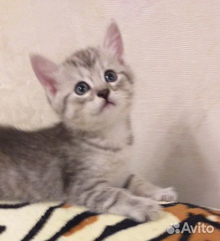 Шотланский прямоухий котенок