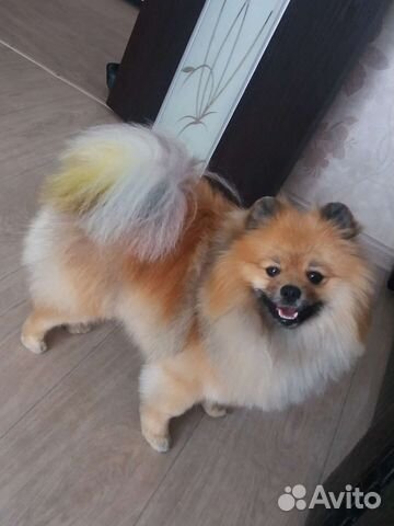 Померанский шпиц.Вязка