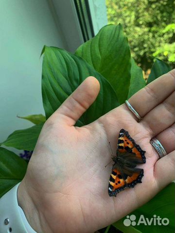 Живые бабочки и куколки Aglais urticae