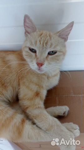 Уличная кошка Персик и котик Макс