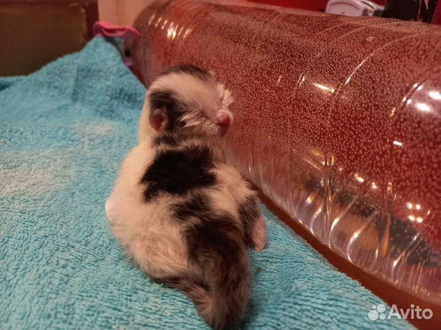 Новорождённый котёнок ищет кормящую маму
