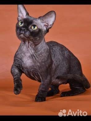 Бамбино мальчик