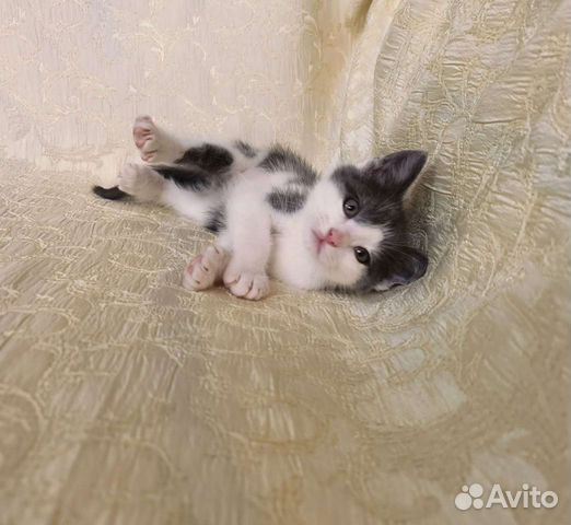 Нежный малыш в добрые руки