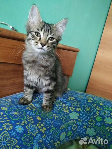 Котенок-пуховичок