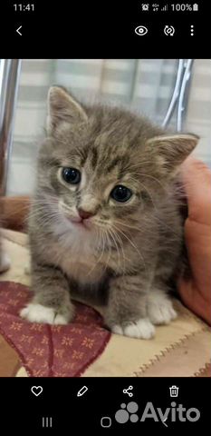 Котята в дар бесплатно