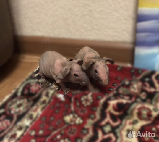 Морские свинки скинни