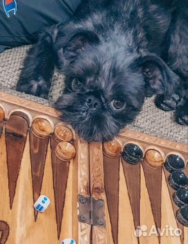 Вязка грифон