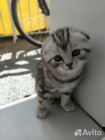 Шотландская вислоухая кошка