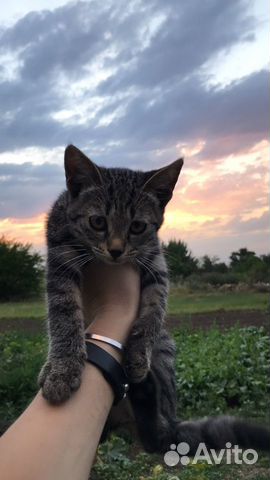 Кошки в добрые руки бесплатно