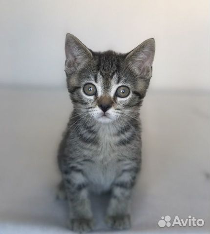 Котята в добрые руки приучены к лотку