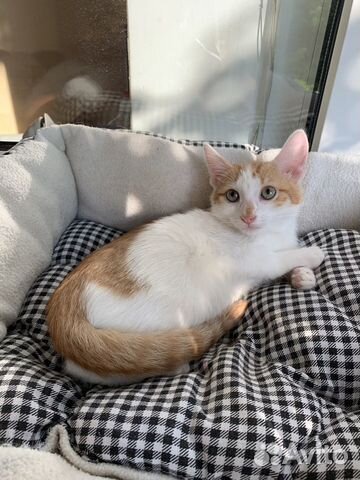 Котенок Фредди