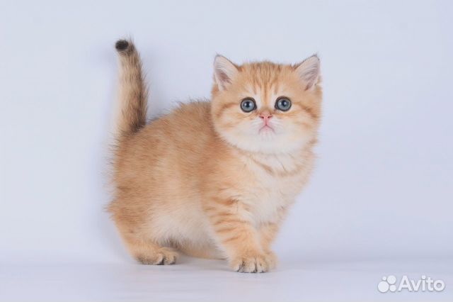Шотландский золотой котенок