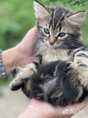 Мраморные котята девочка и мальчик