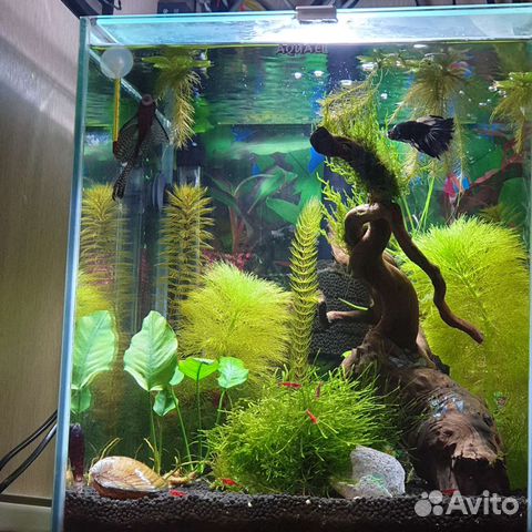 Аквариум 49л с рыбками