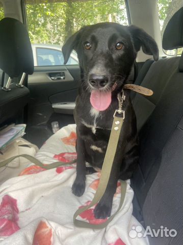 5,5 мес метис