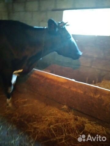 Корова высокоудойная