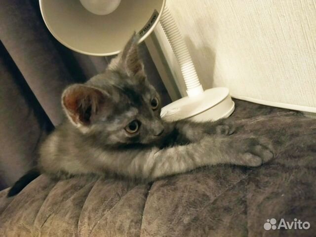 Котята благородного окраса в добрые руки