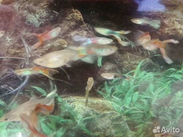 Аквариумные рыбки