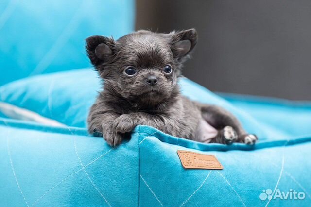 Супер мини голубая девочка чихуахуа
