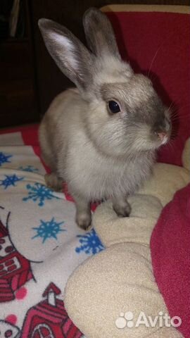 Декоративные кролики в добрые руки