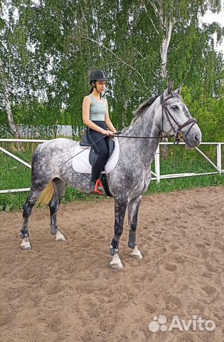 Продается кобыла